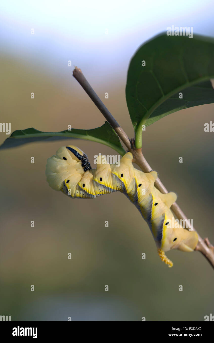 Larva deaths head hawkmoth hi-res stock photography and images - Alamy
