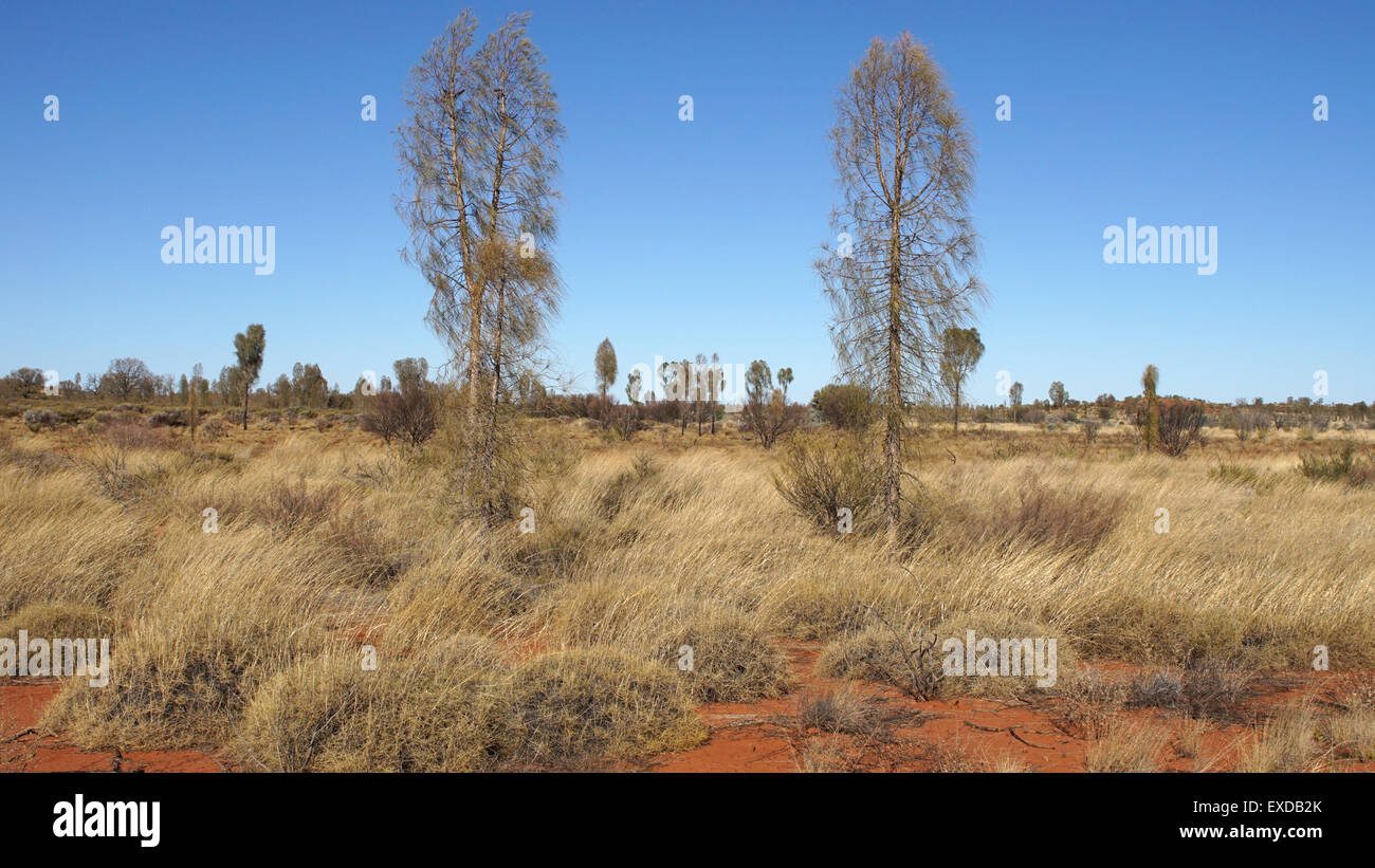 Typical flora of the outback of Australia Stock Photo - Alamy