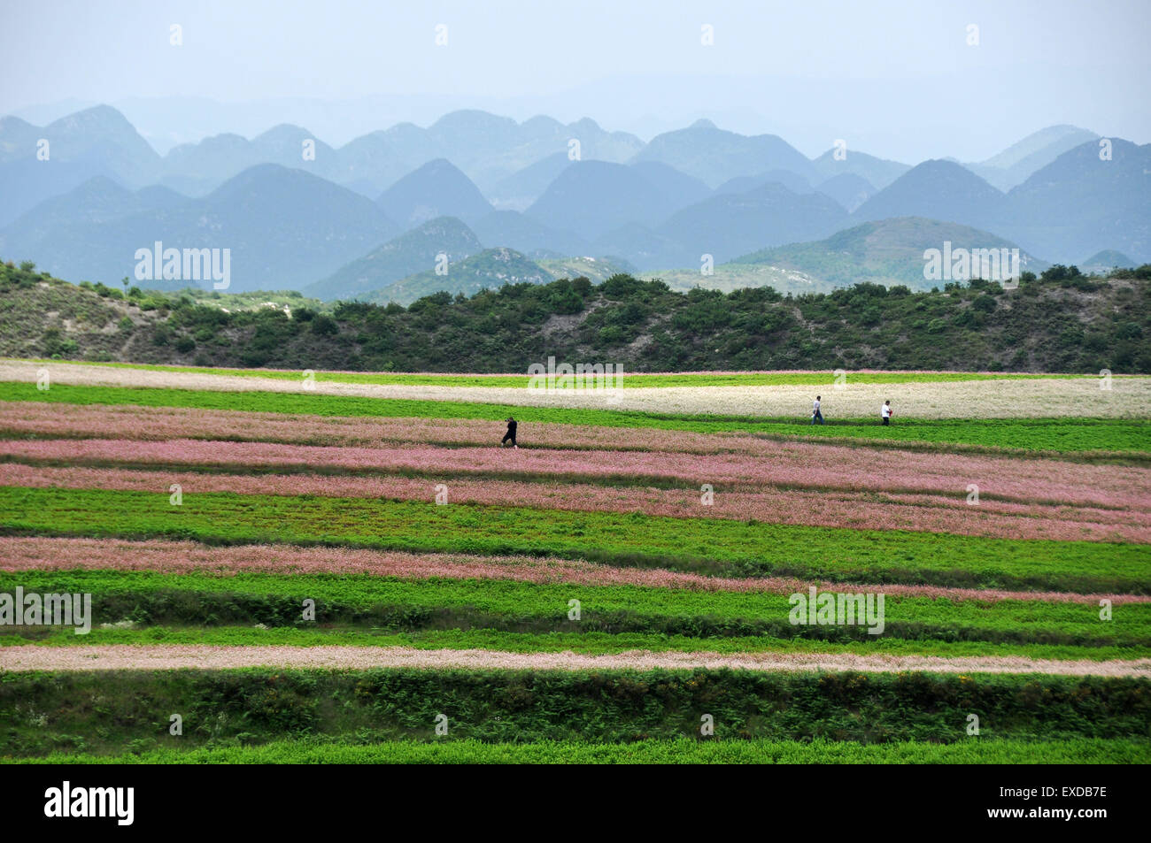 Bijie, China's Guizhou Province. 12th July, 2015. Tourists visit a ...