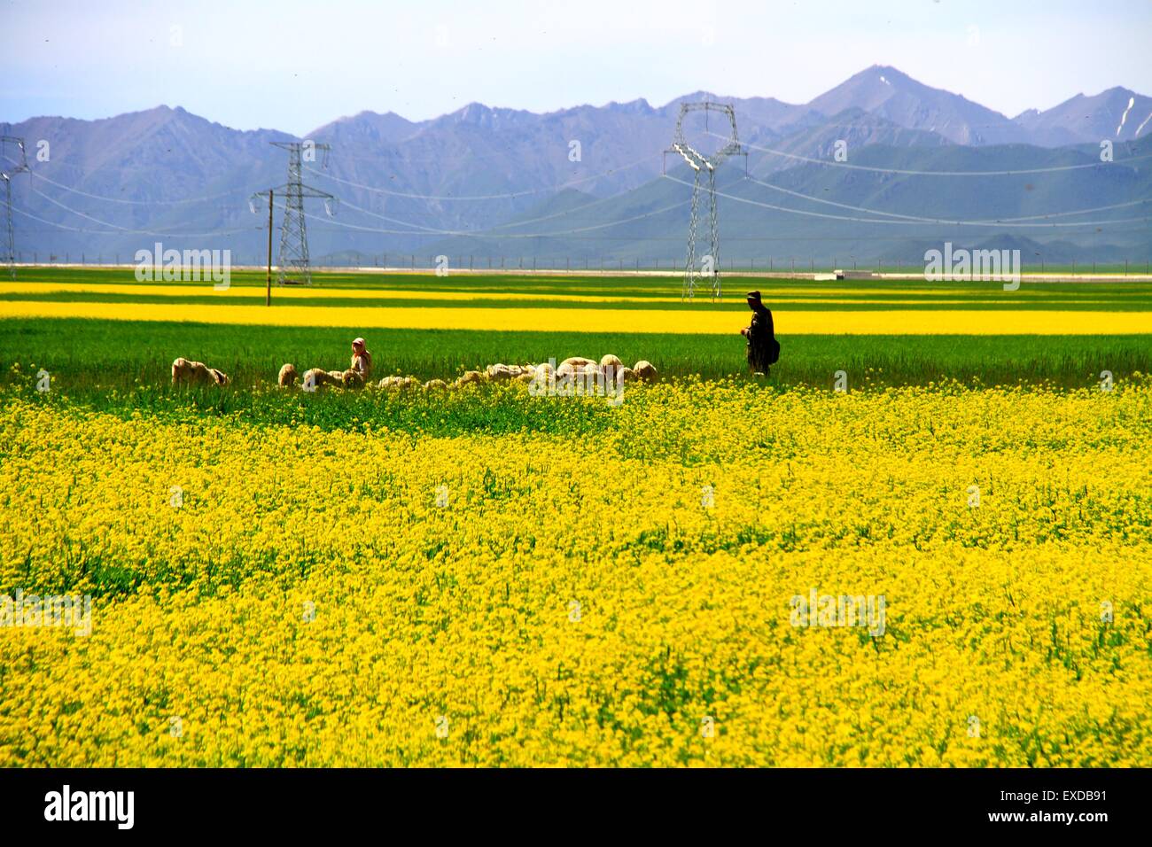 Zhangye, Shandan horse ranch in northwest China's Gansu Province. 12th ...