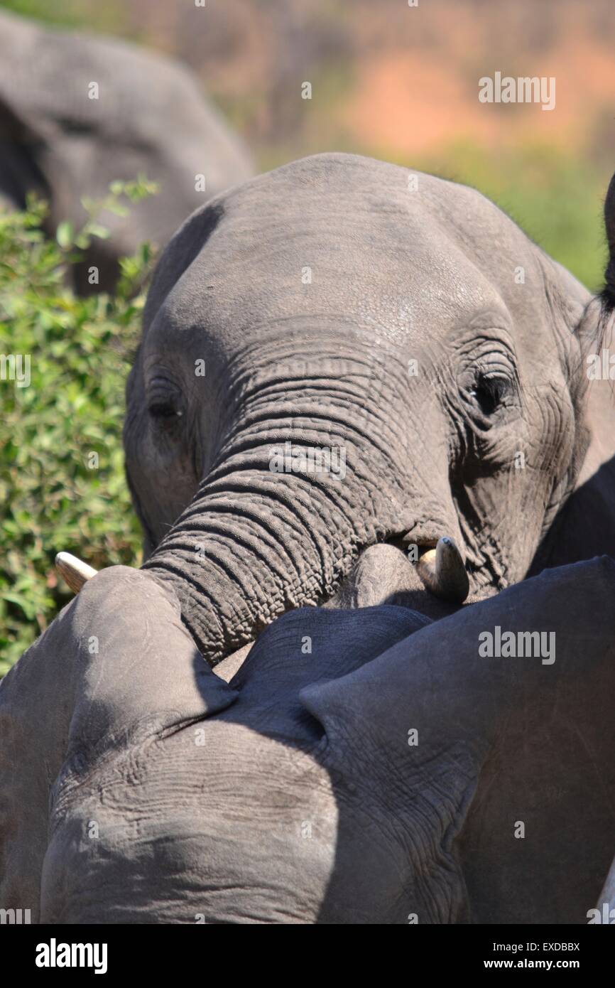 Baby Elephant in the Chobi Desert Africa Stock Photo - Alamy