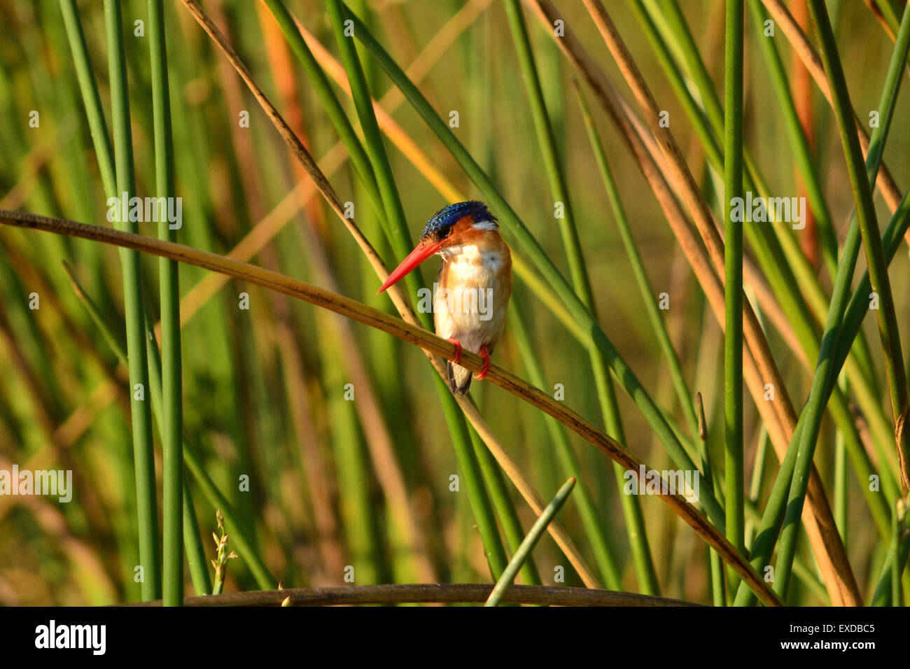 Fishing the okavango hi-res stock photography and images - Alamy