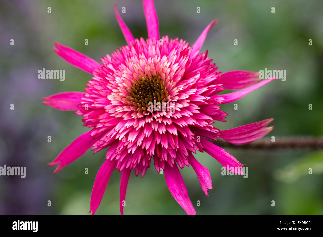 Single bloom of the double flowered coneflower, Echinacea purpurea 'Hot ...