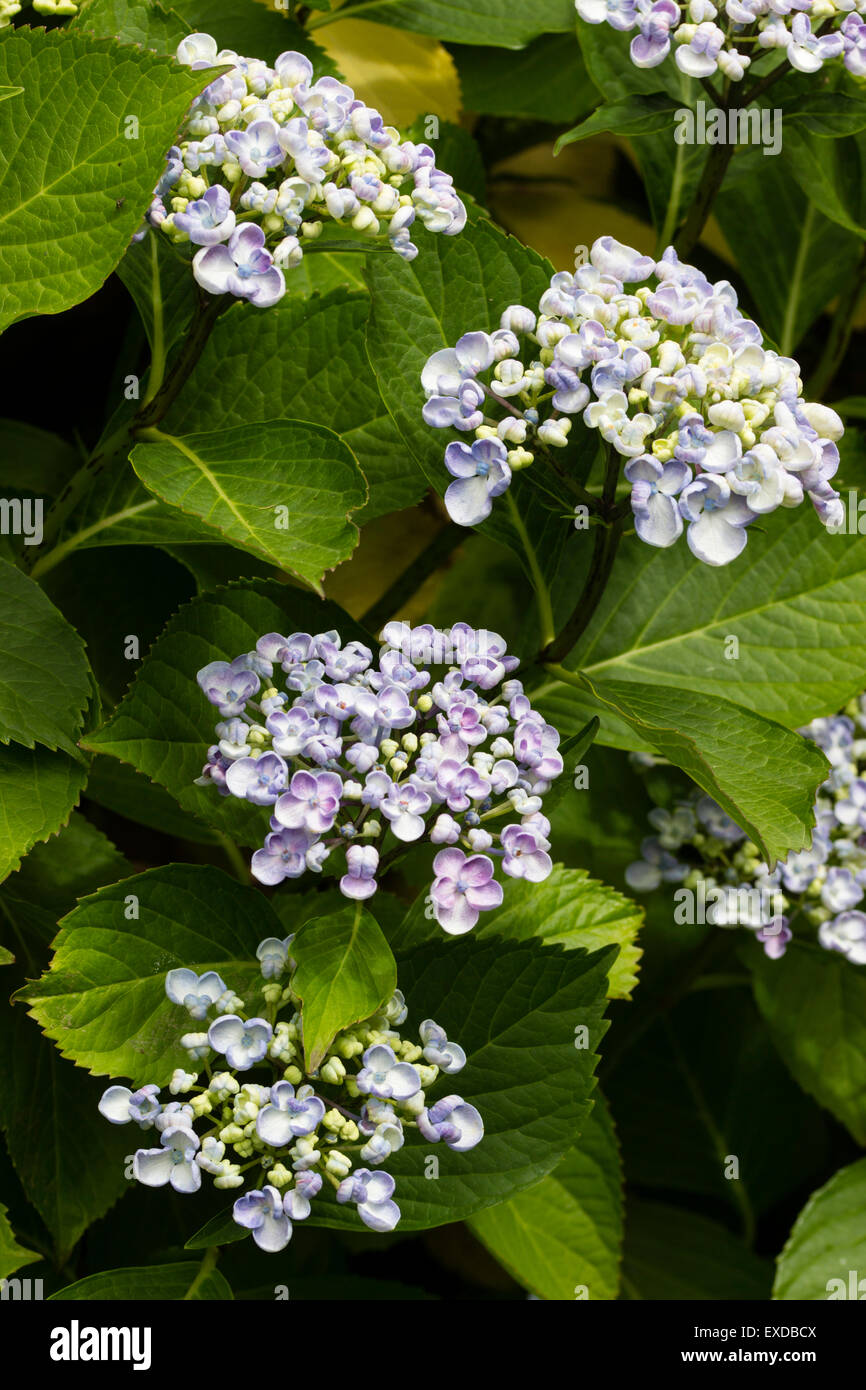 Cup like sterile petals distinguish Hydrangea macrophylla 'Ayesha' from ...