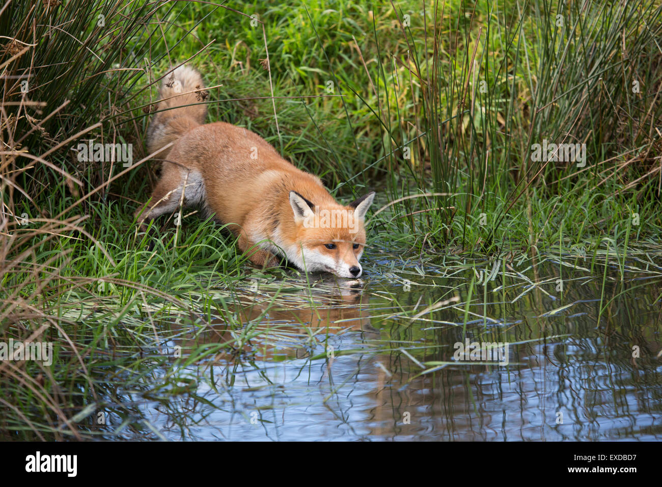 Drinking Fox High Resolution Stock Photography and Images - Alamy