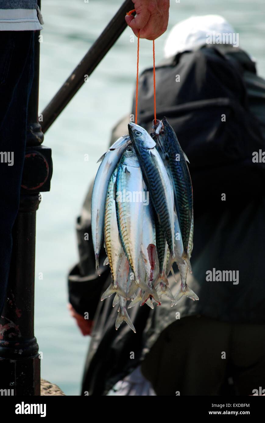 Carring fish hi-res stock photography and images - Alamy