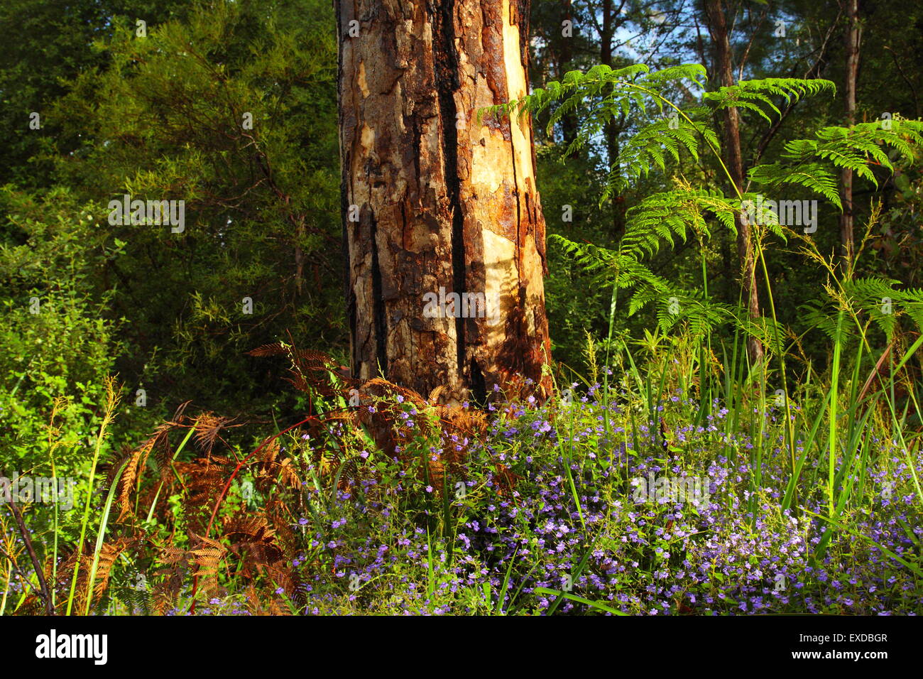 Karri tree hi-res stock photography and images - Alamy