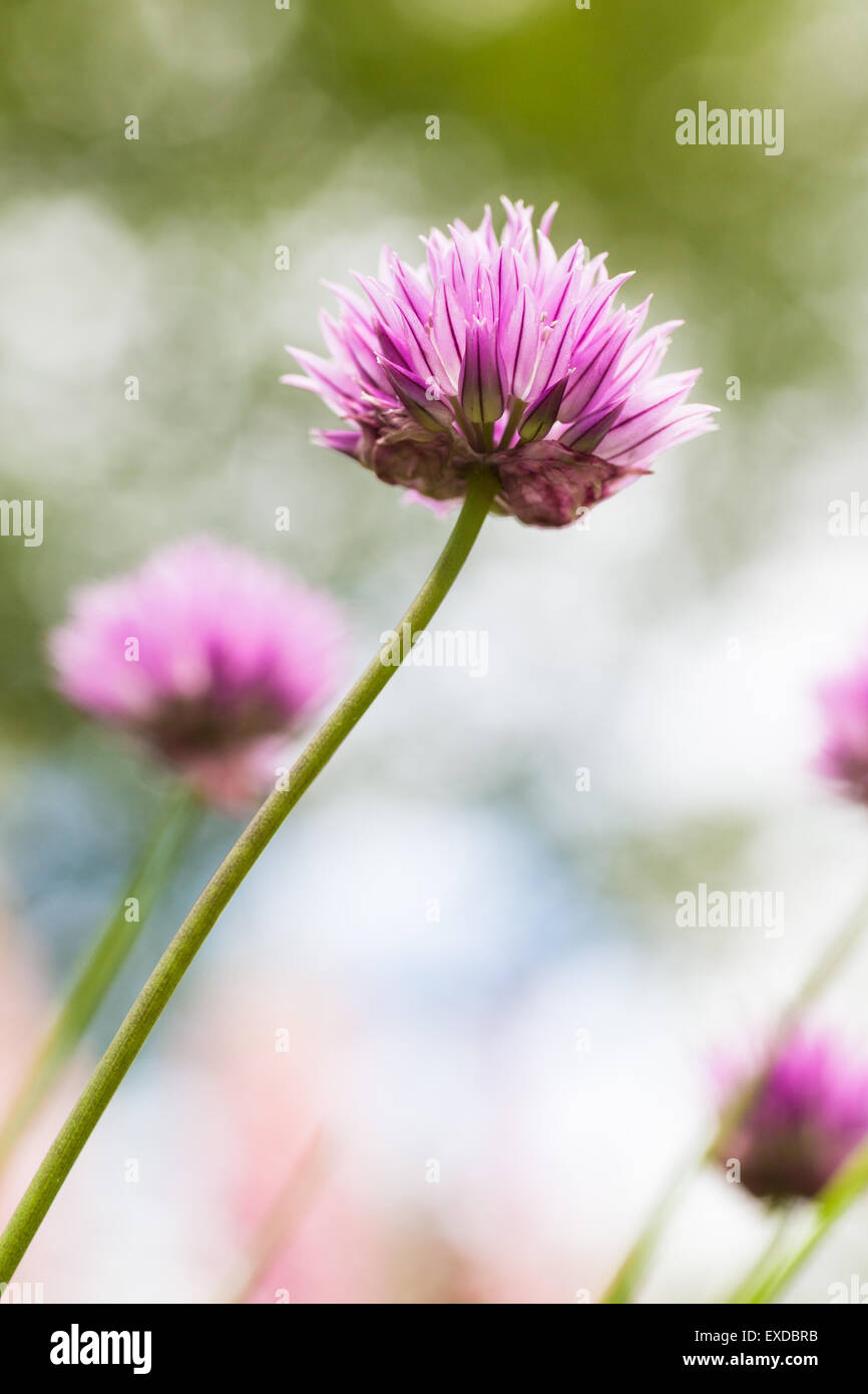 Allium bloom ball flowers flower hi-res stock photography and images ...