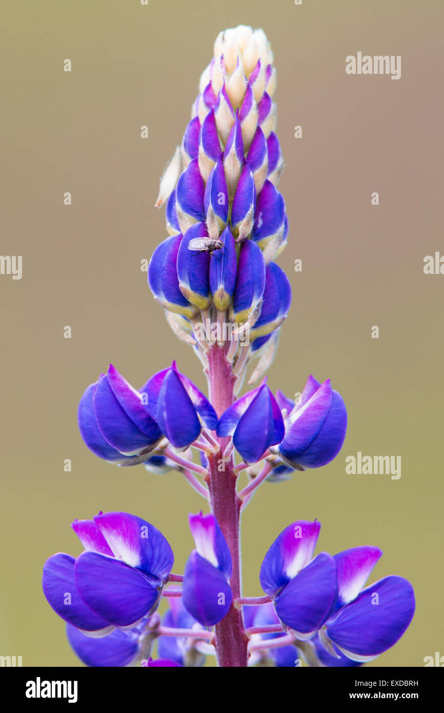 Yellow lupin isolated hi-res stock photography and images - Alamy