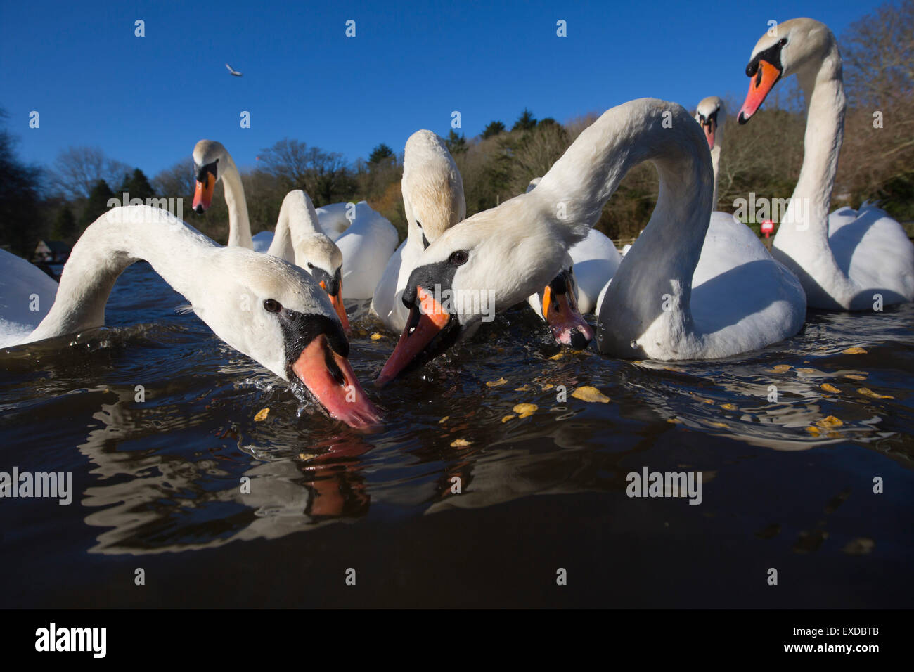 Helston boating lake hi-res stock photography and images - Alamy