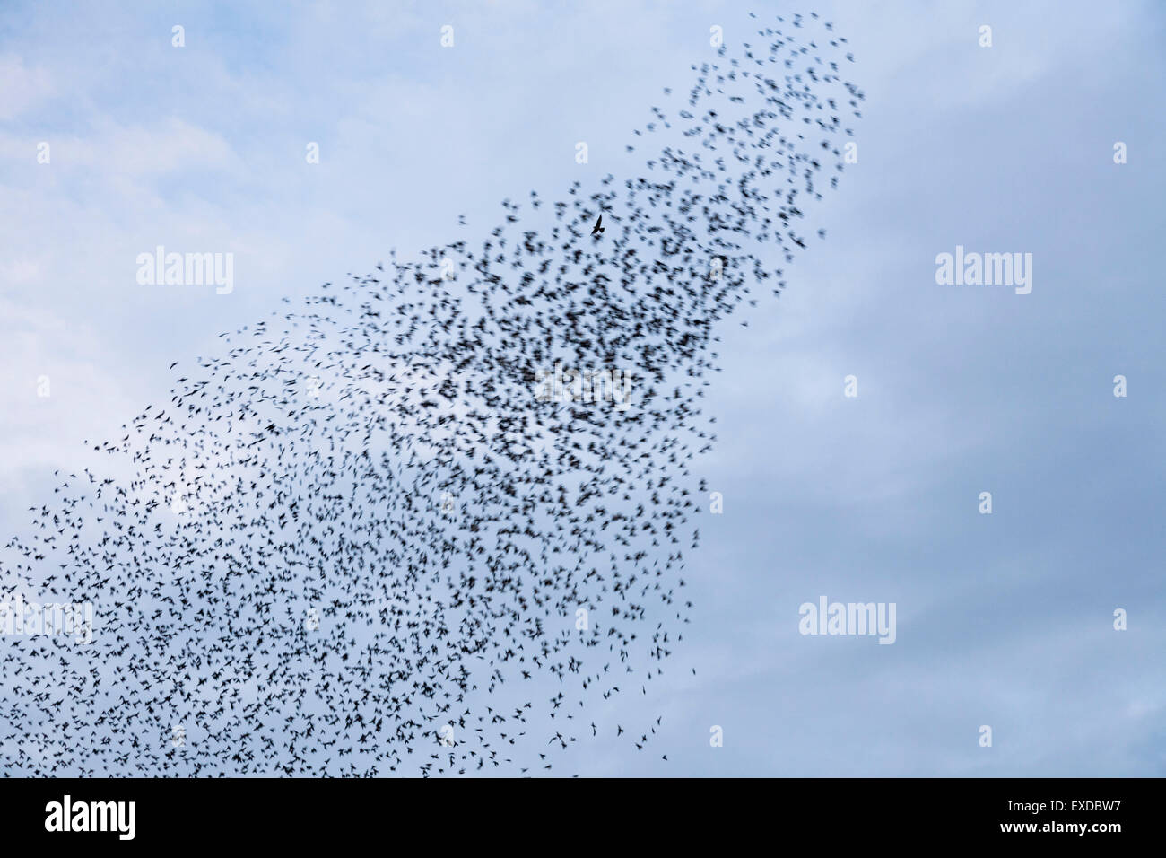 Starling murmuration blackpool hi-res stock photography and images - Alamy