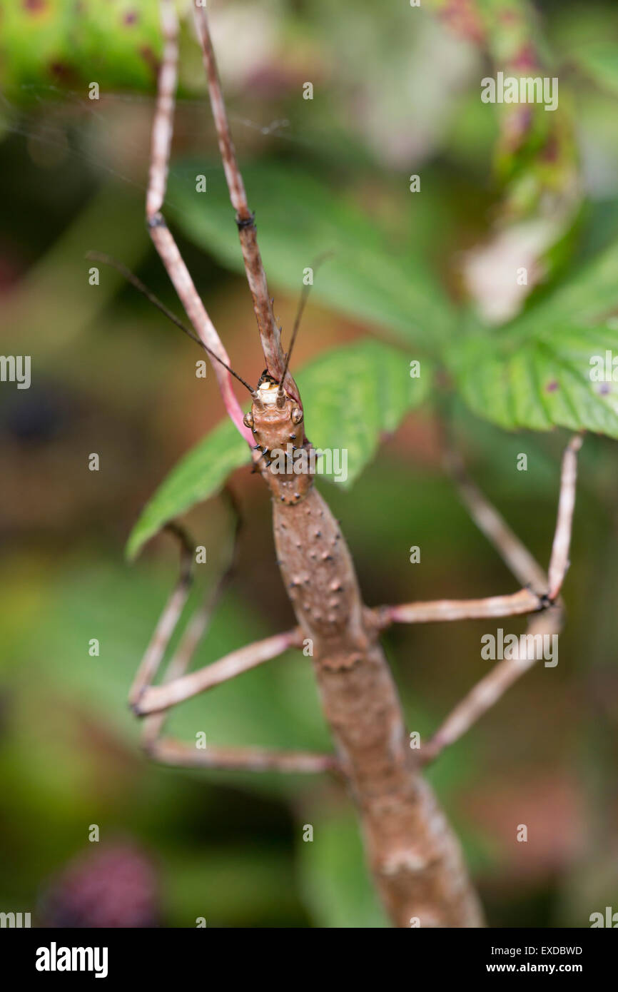 Prickly Stick Insect; Extatosoma tiaratum Single on Bramble; Head ...