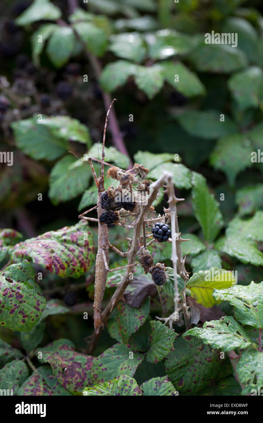 Prickly Stick Insect; Extatosoma tiaratum Single on Bramble; Isles of ...