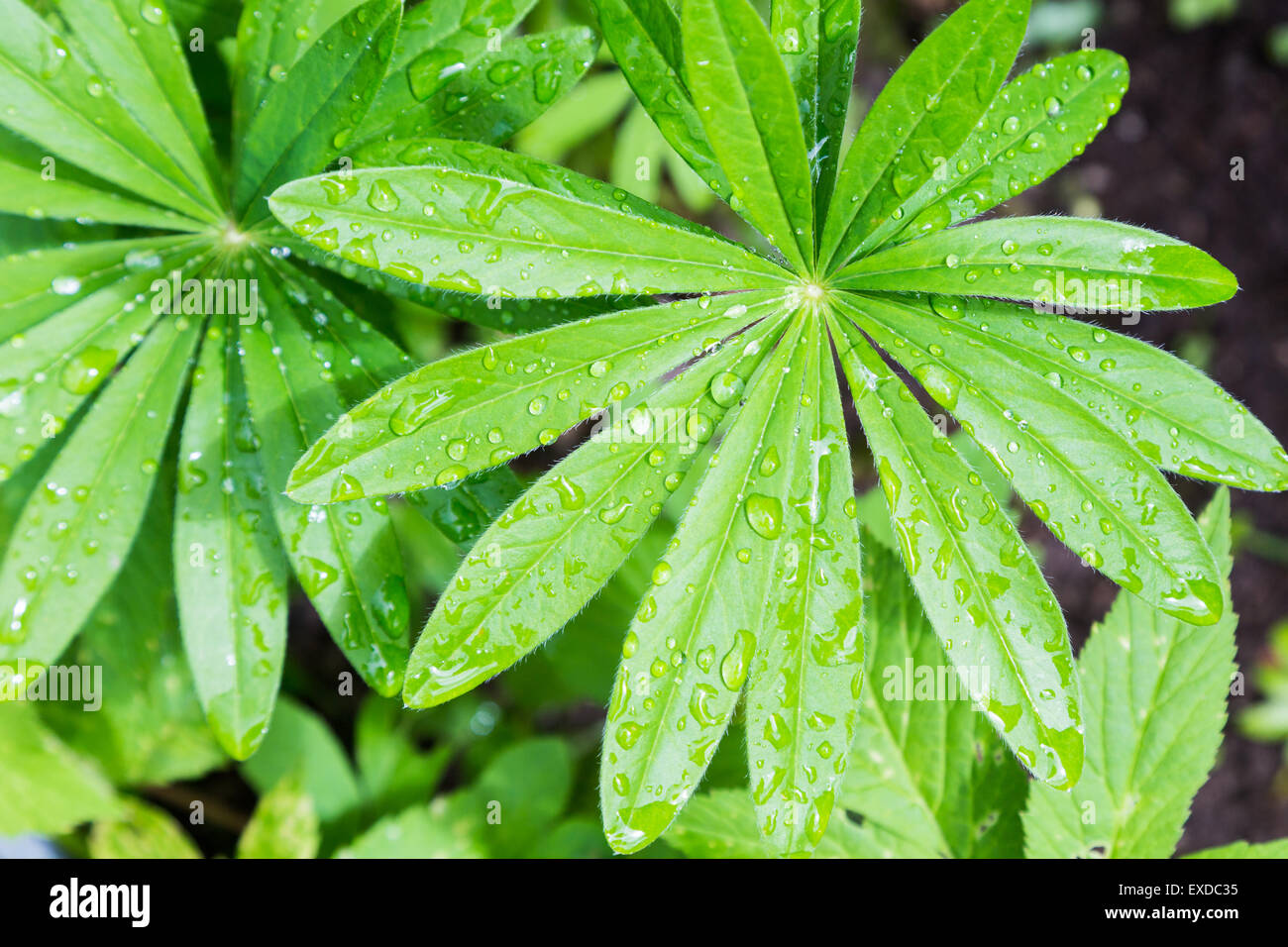 Green Lupin Flower Leaf with Multiple Waterdrops Stock Photo - Alamy