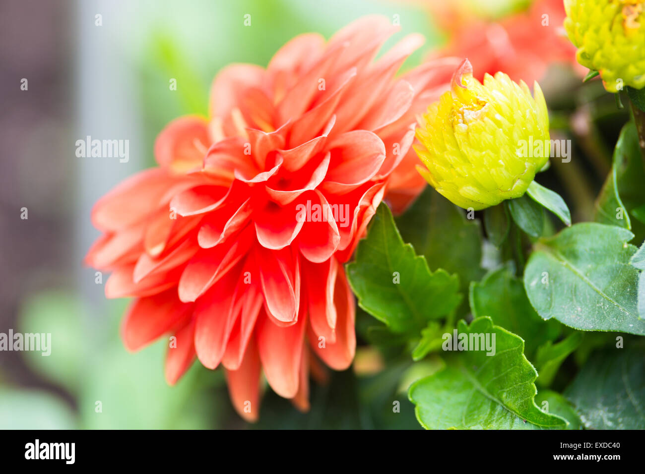 Red flower green center hi-res stock photography and images - Alamy