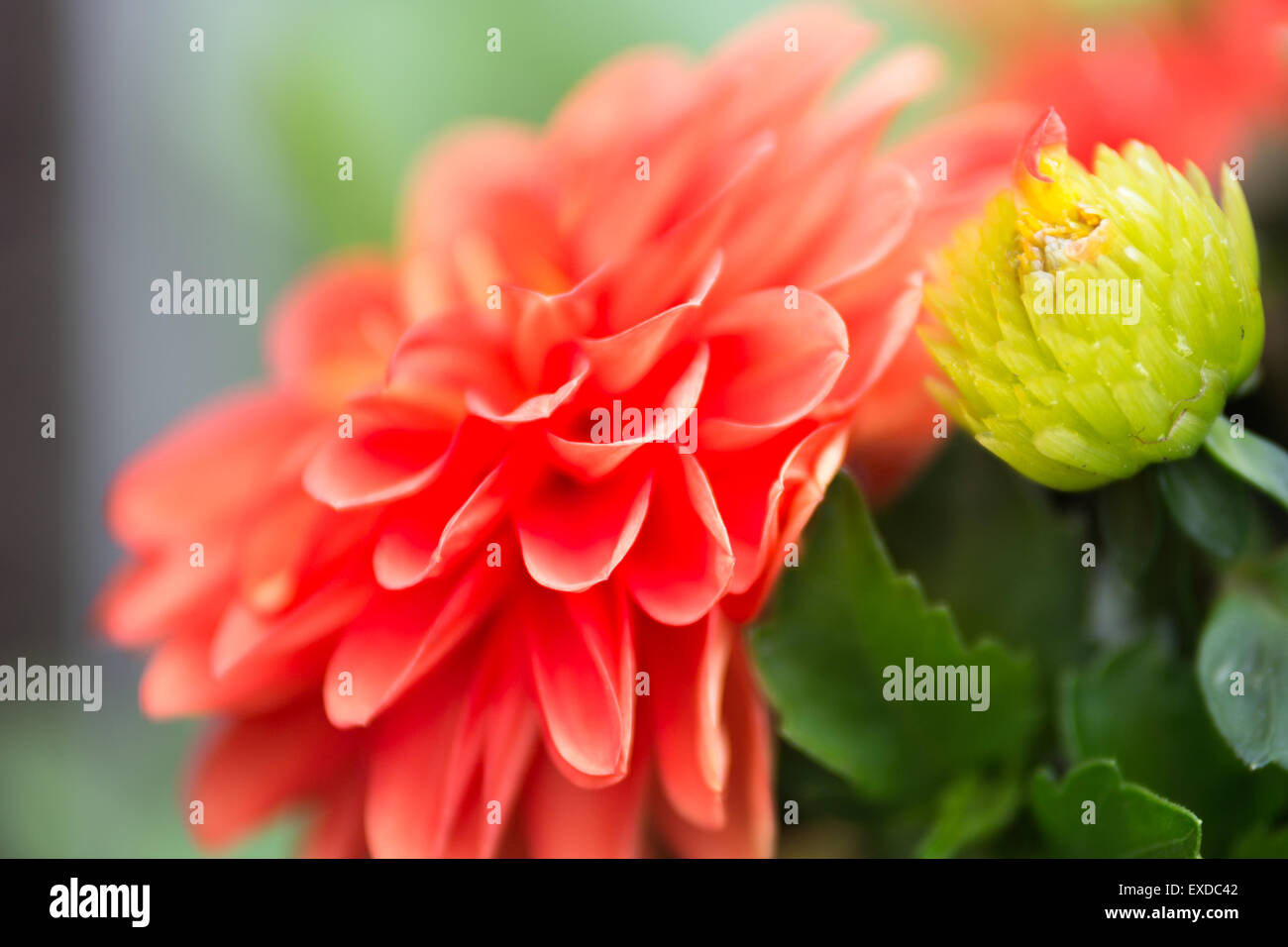 Vibrant Red Flower with Green Shrubbery Stock Photo - Alamy