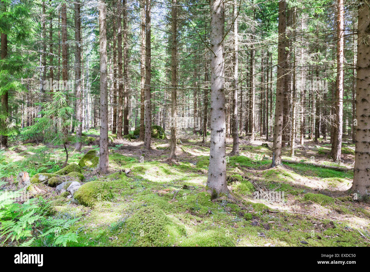 Old growth pine forest hi-res stock photography and images - Alamy