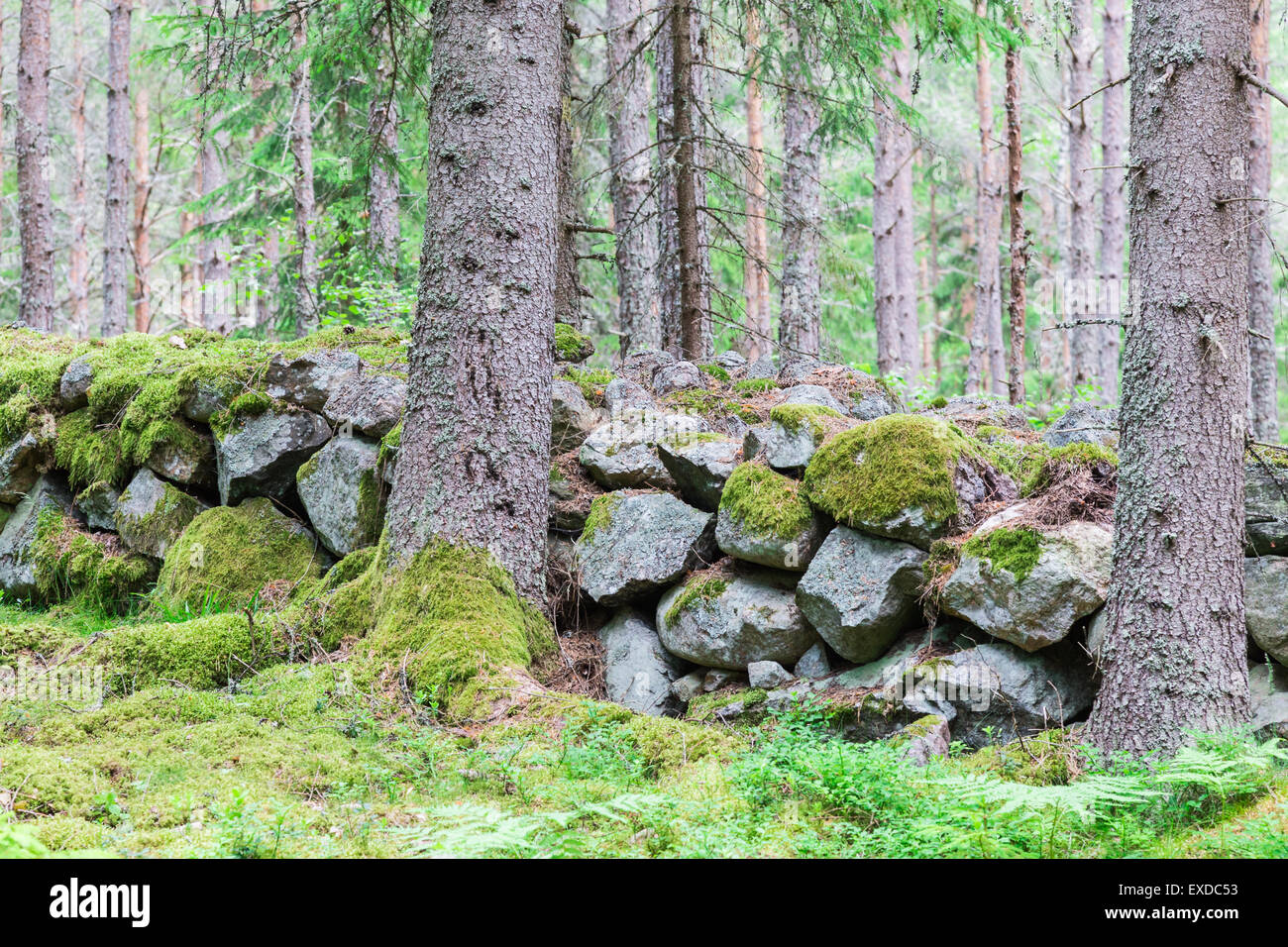 Stonewall in forest hi-res stock photography and images - Alamy