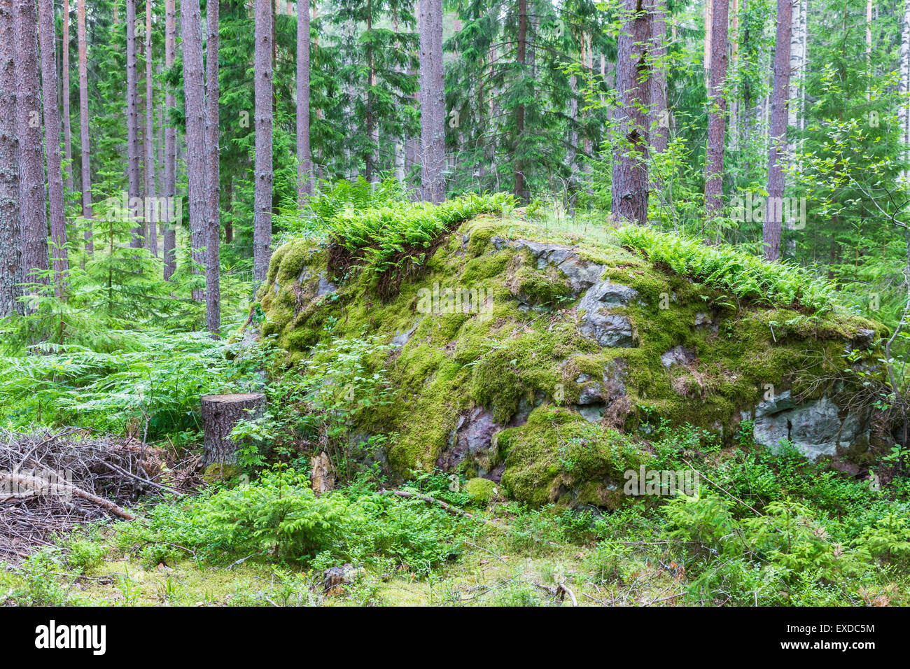 Massive Boulder in Tightly Grown Pine Forest with a thick Moss Covered ...