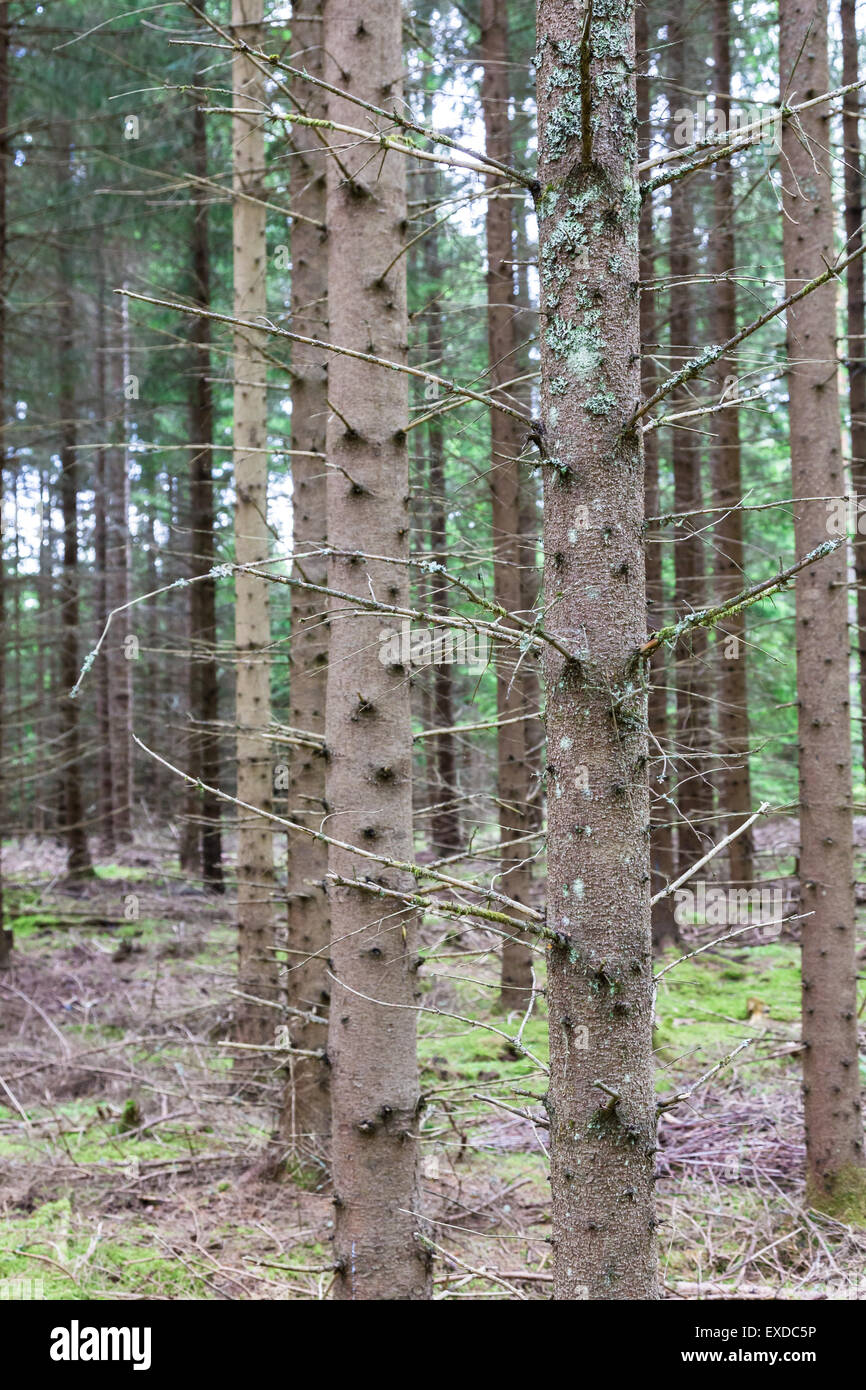 White pines nature preserve hi-res stock photography and images - Alamy