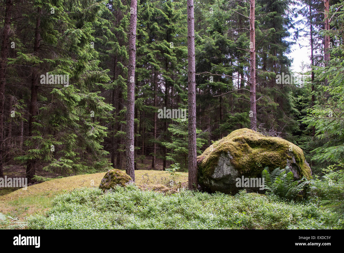 Massive Boulder in Tightly Grown Pine Forest with a thick Moss Covered ...