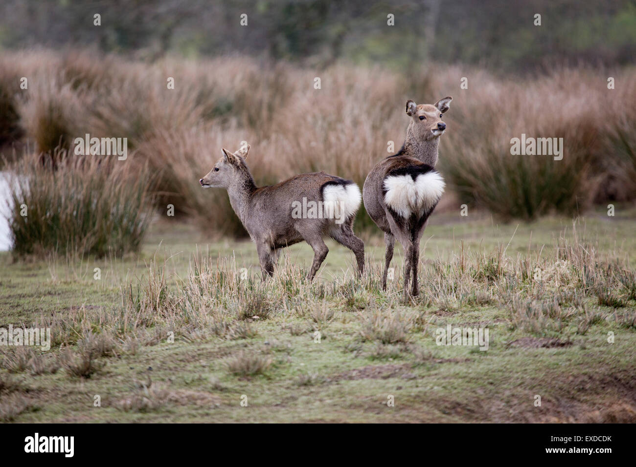 Rear view of deer hi-res stock photography and images - Alamy