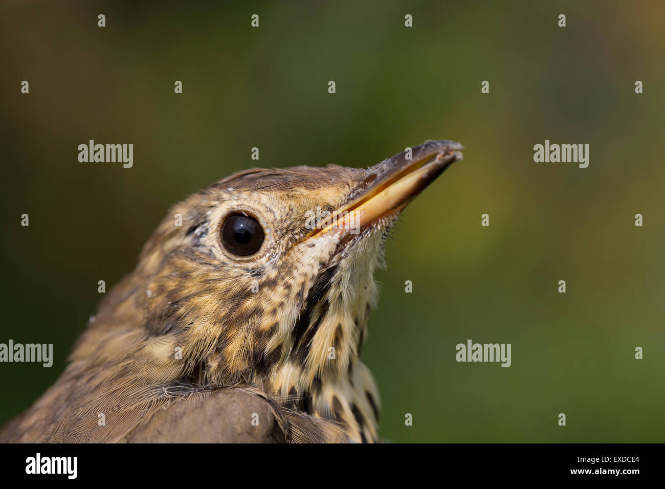Song thrush portrait hi-res stock photography and images - Alamy
