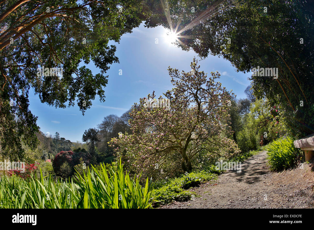 Trebah Garden; Spring Cornwall; UK Stock Photo - Alamy