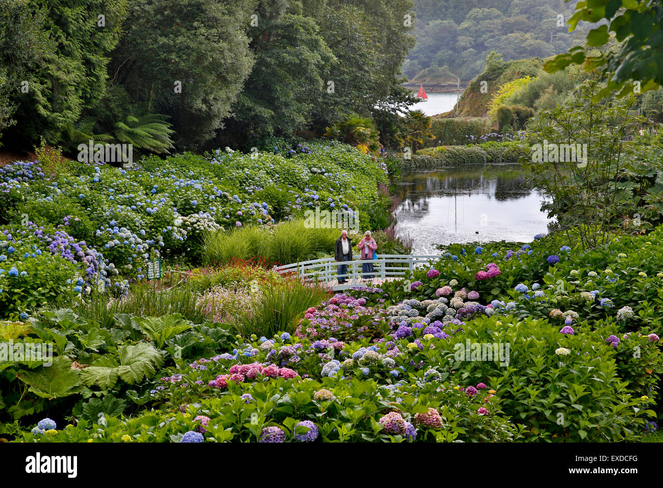 Trebah garden hi-res stock photography and images - Alamy