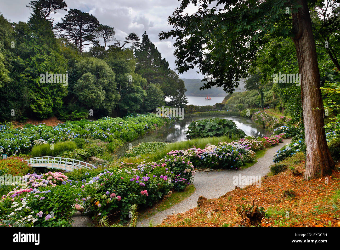 Trebah Garden; Summer Cornwall; UK Stock Photo - Alamy