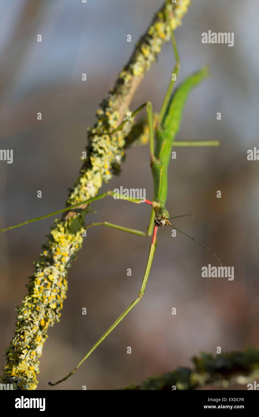 Stick insect hi-res stock photography and images - Alamy