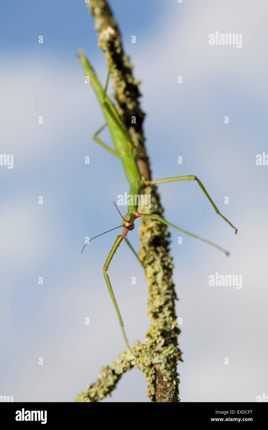 Unarmed Stick Insect; Acanthoxyla inermis Single on Twig; Cornwall; UK ...