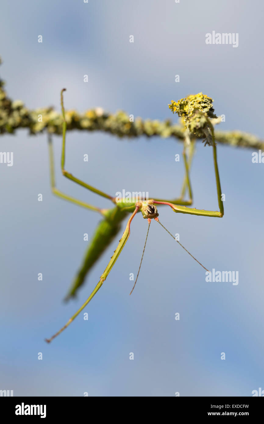 Unarmed Stick Insect; Acanthoxyla inermis; Cornwall; UK Stock Photo - Alamy