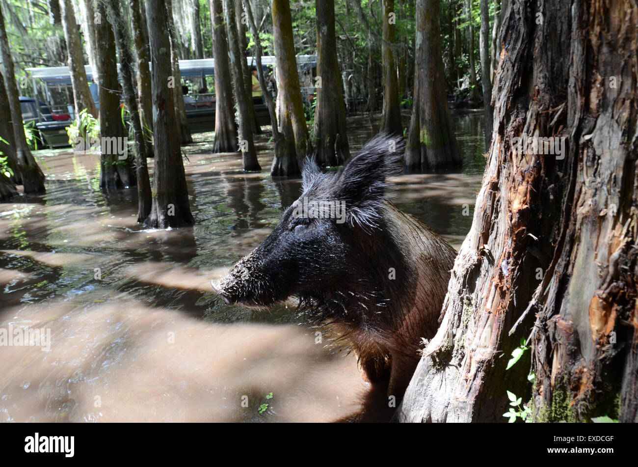 swamp pig louisiana new orleans pearl river Stock Photo - Alamy