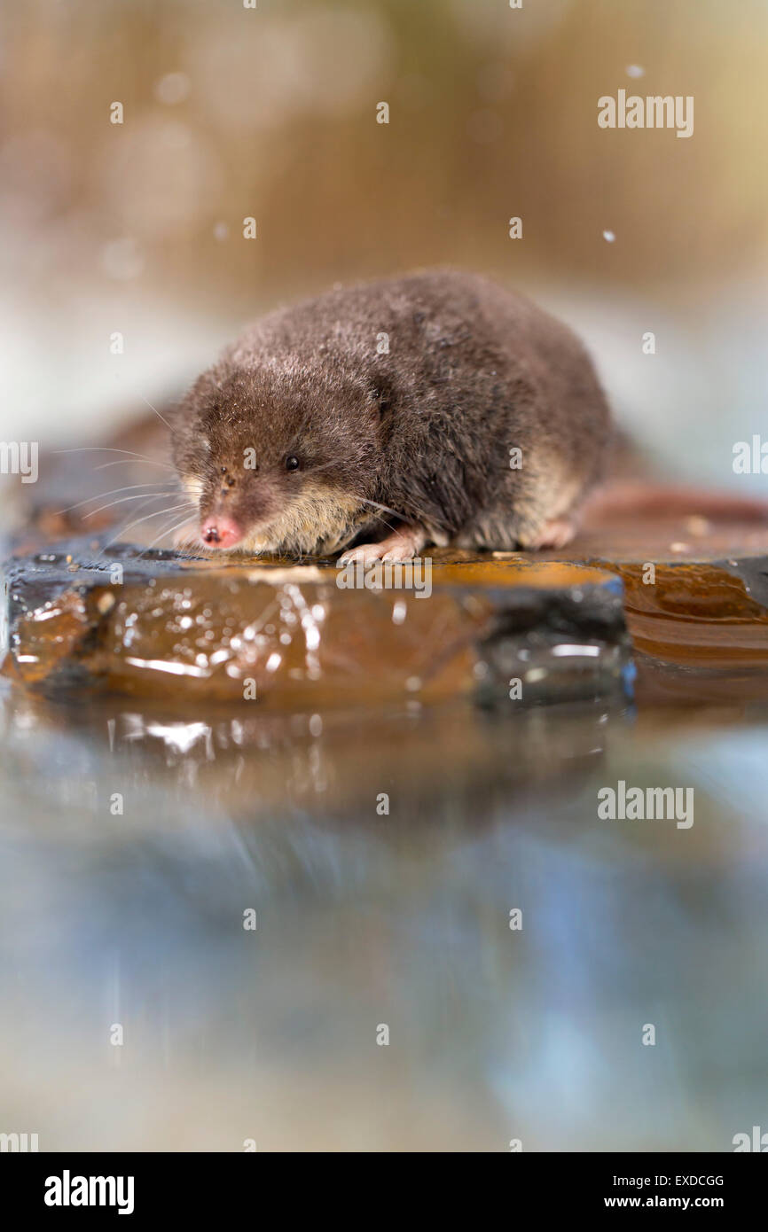 Water shrew uk hi-res stock photography and images - Alamy