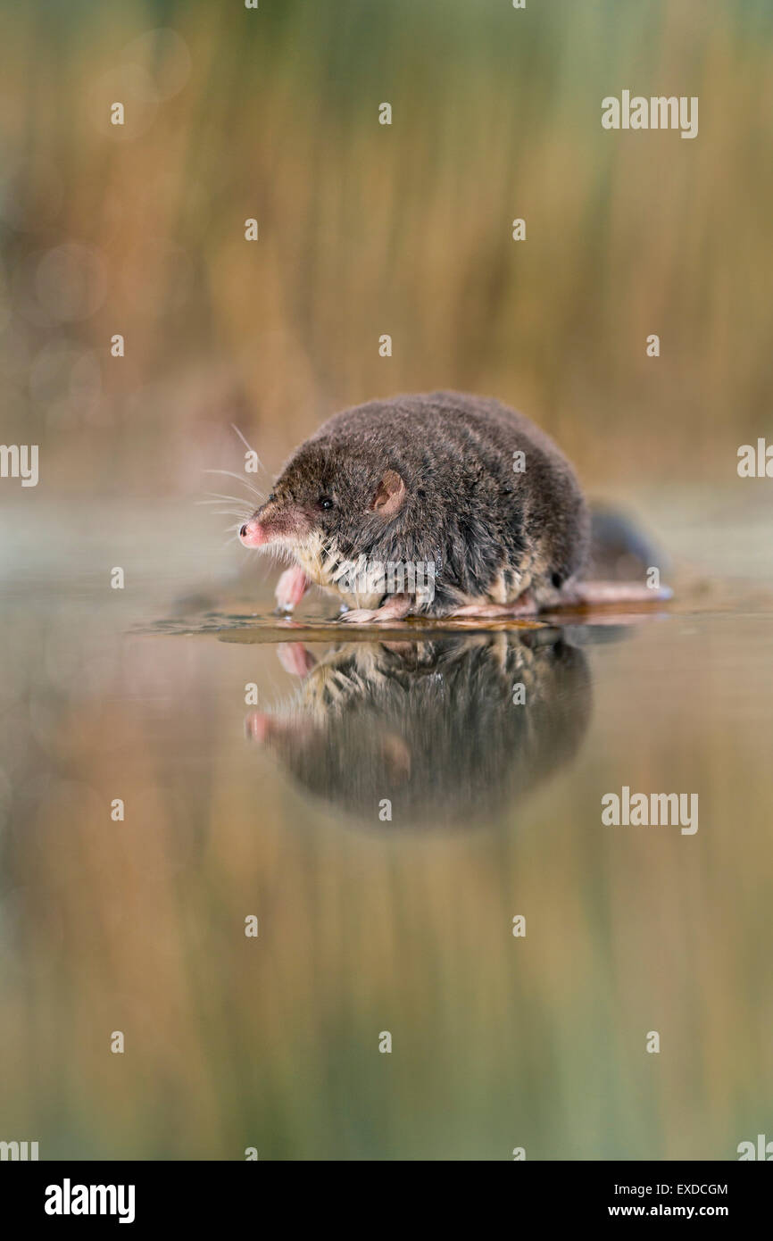 Water shrew uk hi-res stock photography and images - Alamy
