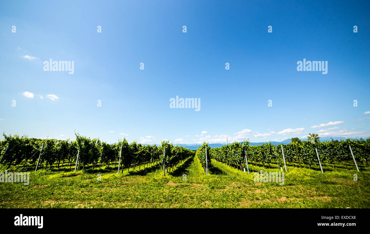 a july morning in the fields of Friuli Venezia-Giulia, Italy Stock ...