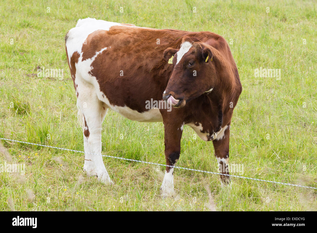 Dairy cow side view hi-res stock photography and images - Alamy