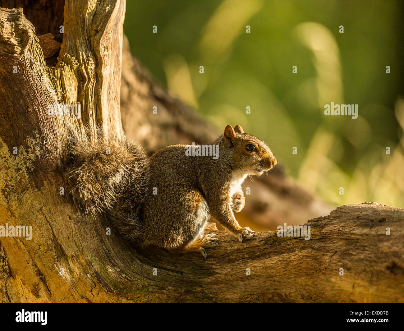 Single Grey Squirrel (Sciurus carolinensis) in natural woodland ...