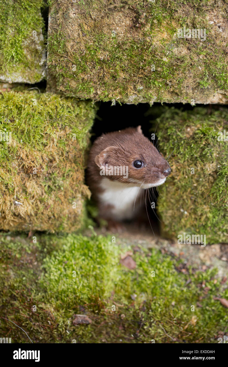 Weasel Hole High Resolution Stock Photography and Images - Alamy