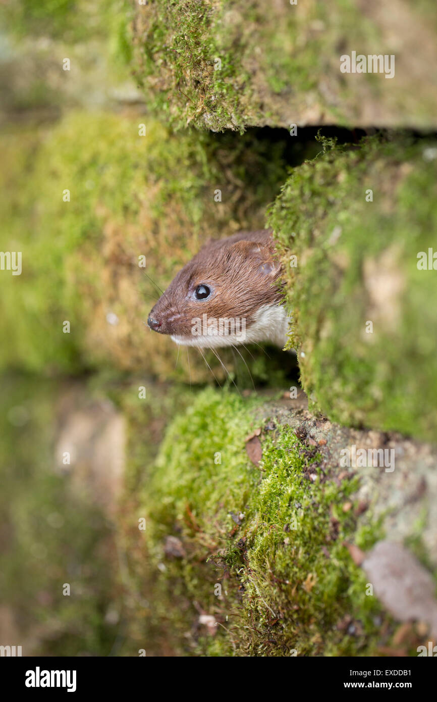 Weasel face hi-res stock photography and images - Alamy