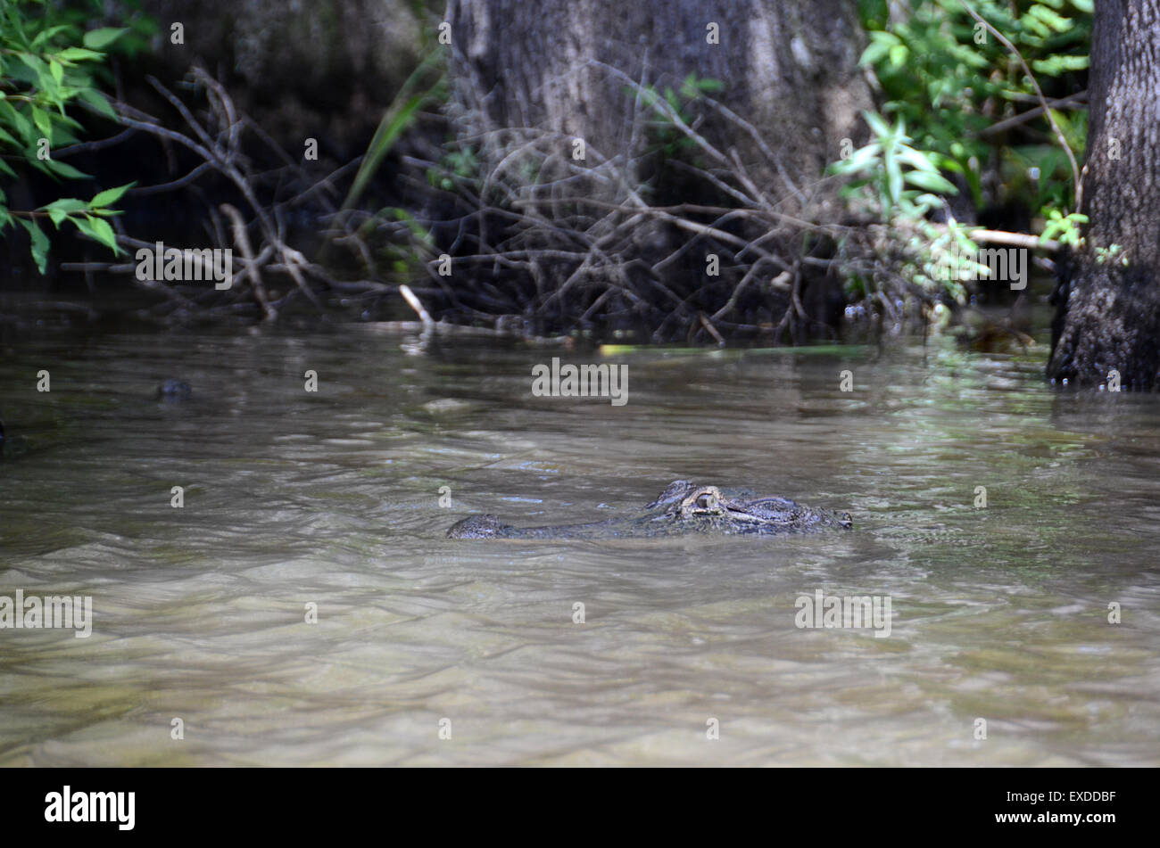 alligator swamp louisiana pearl river bayou new orleans Stock Photo - Alamy