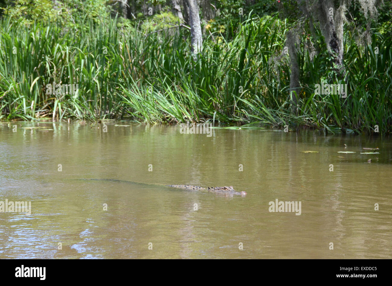 Alligator Tours High Resolution Stock Photography and Images - Alamy
