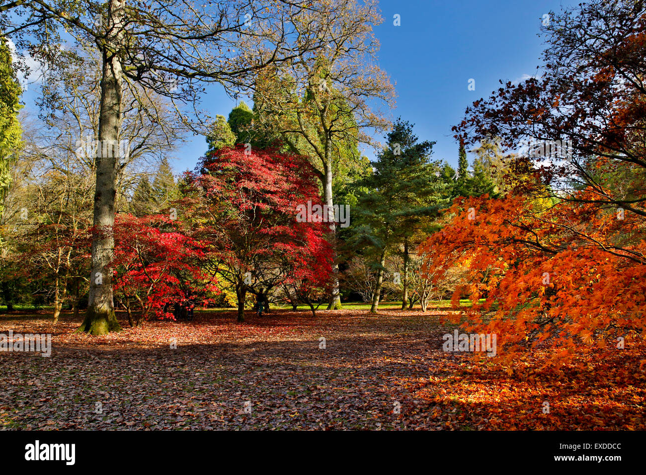 Westonbirt arboretum hi-res stock photography and images - Alamy
