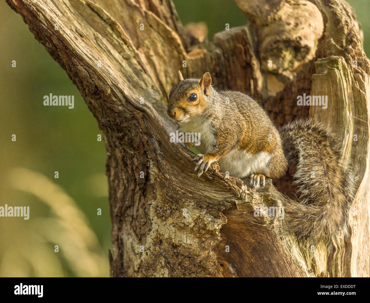 Single Grey Squirrel (Sciurus carolinensis) in natural woodland ...