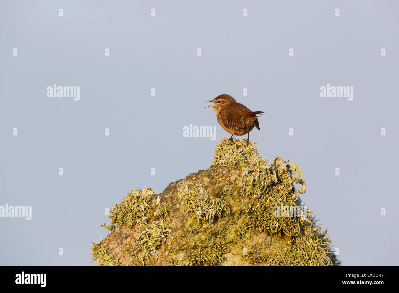 Bird sing cornwall hi-res stock photography and images - Alamy
