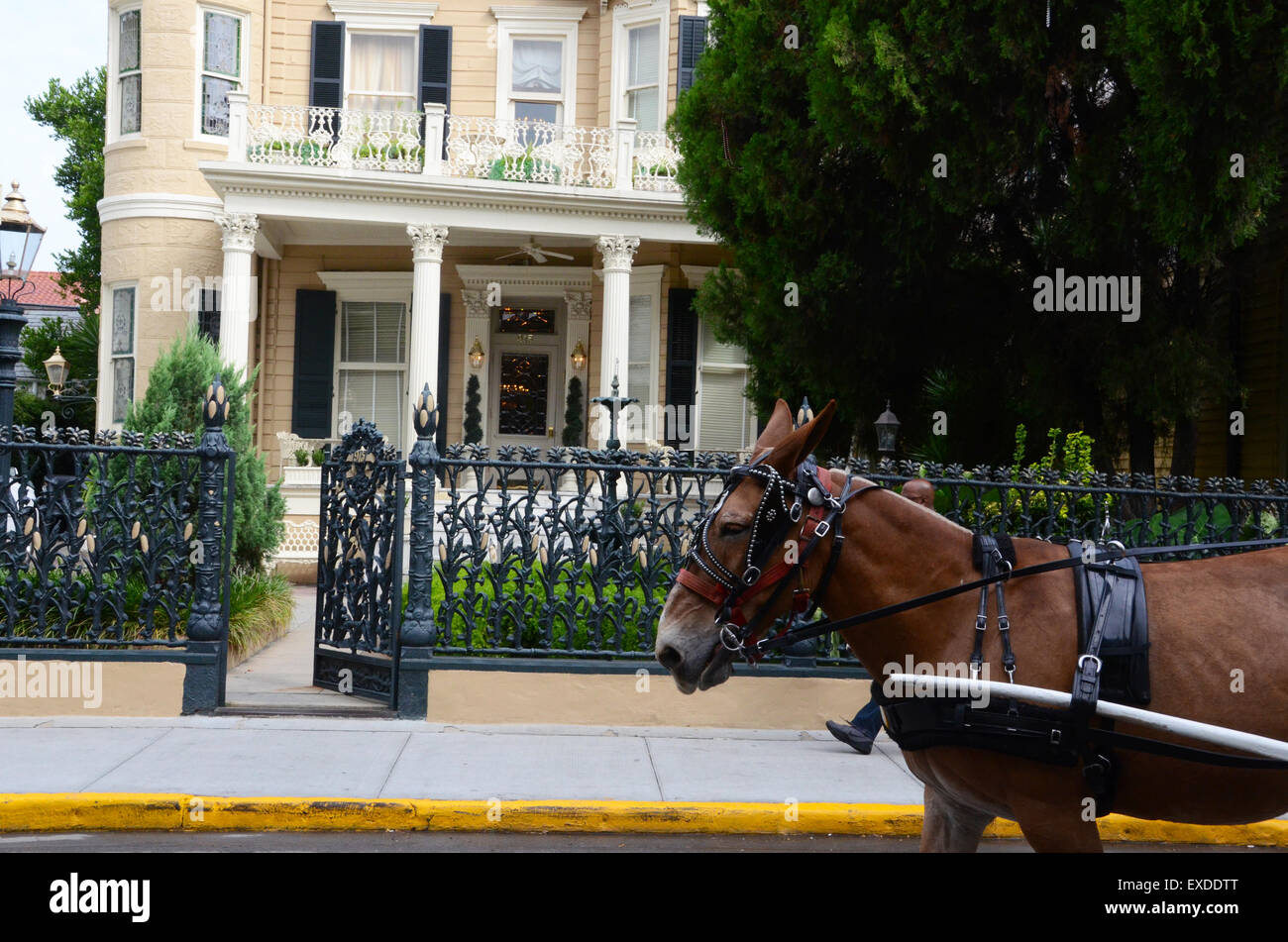 cornstalk hotel new orleans haunted elvis presley french quarter mule ...
