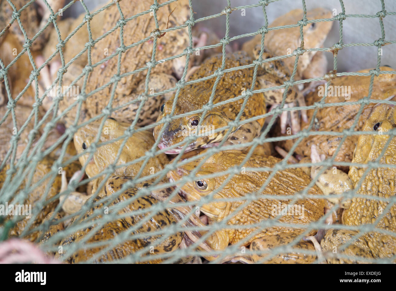 Catching with net hi-res stock photography and images - Alamy