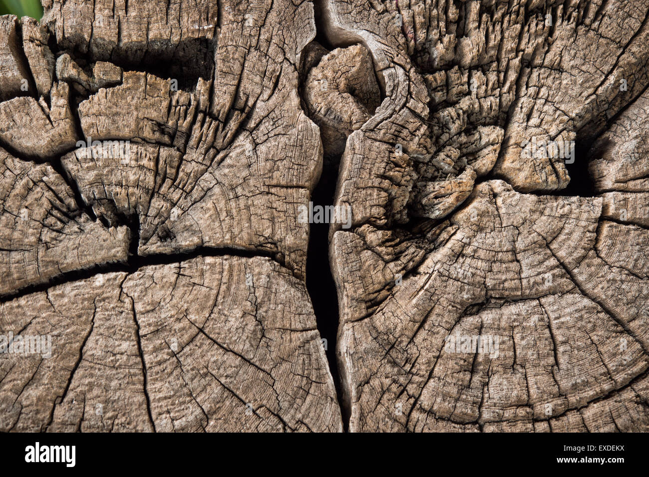 Tree rings hi-res stock photography and images - Alamy