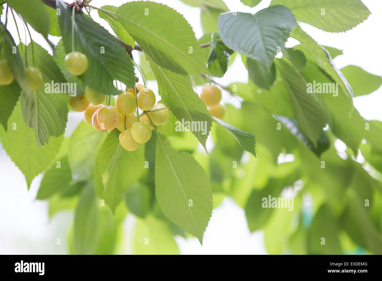June berry tree hi-res stock photography and images - Alamy
